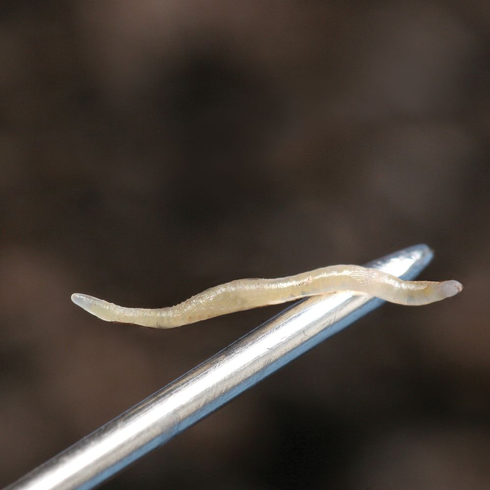 Enchytraeus, Annelid, Living | Carolina Biological Supply