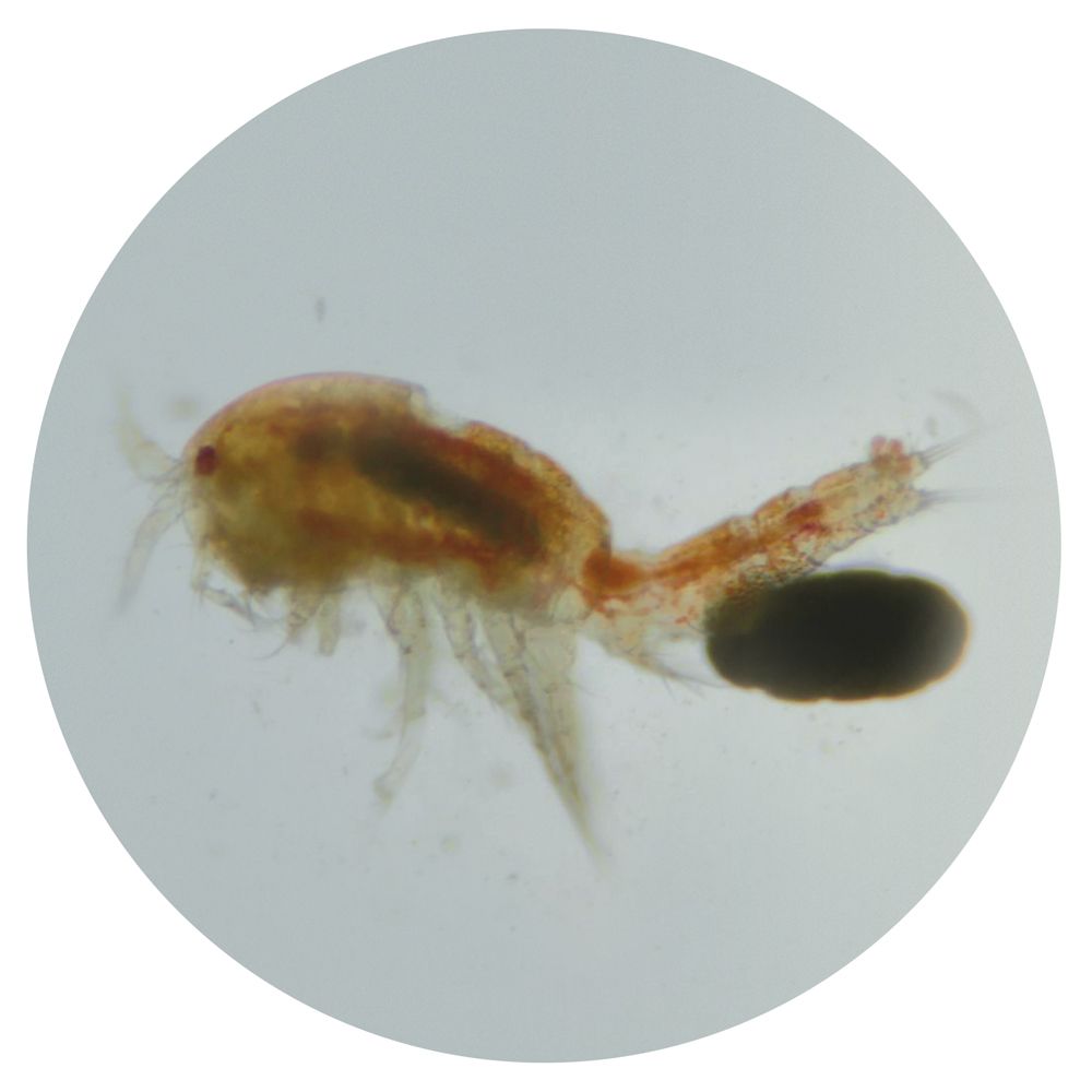 Marine Copepod (Tigriopus californicus), Living | Carolina Biological ...