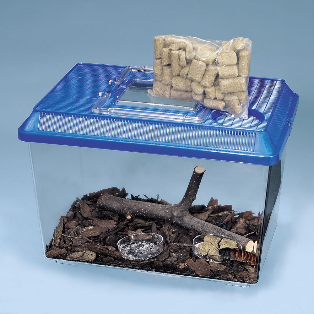 Madagascar Hissing Cockroach Habitat (with perishables) | Carolina ... Madagascar Hissing Cockroach Habitat (with perishables) | Carolina ...