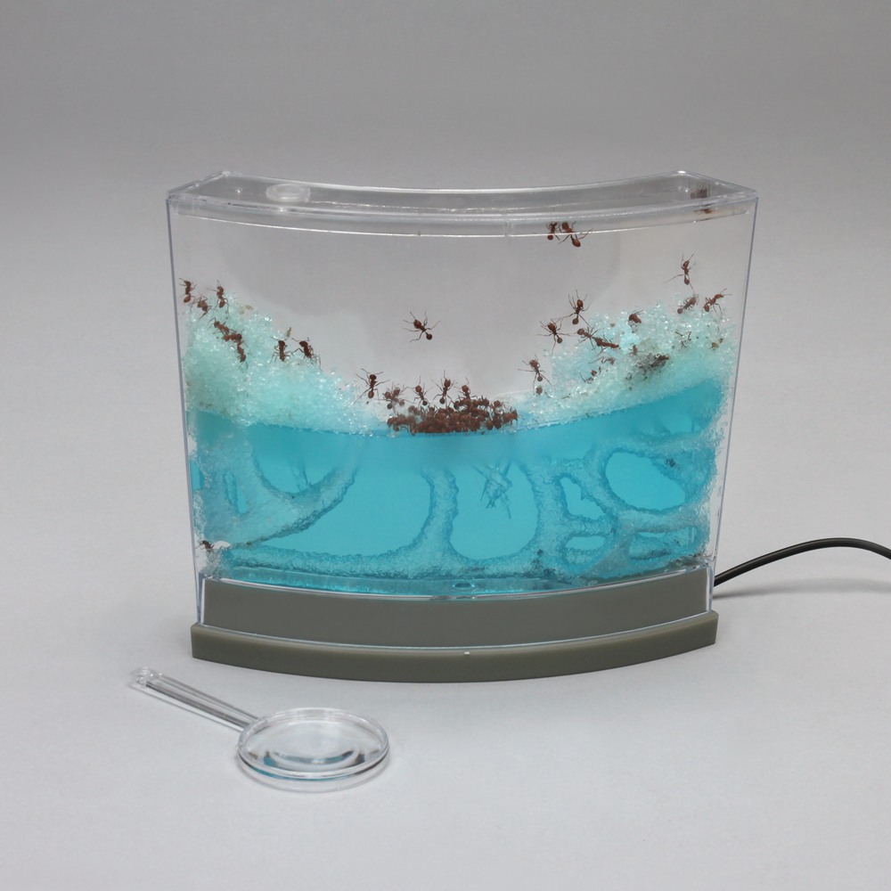 Gel Ant Farm with LED Base | Carolina.com