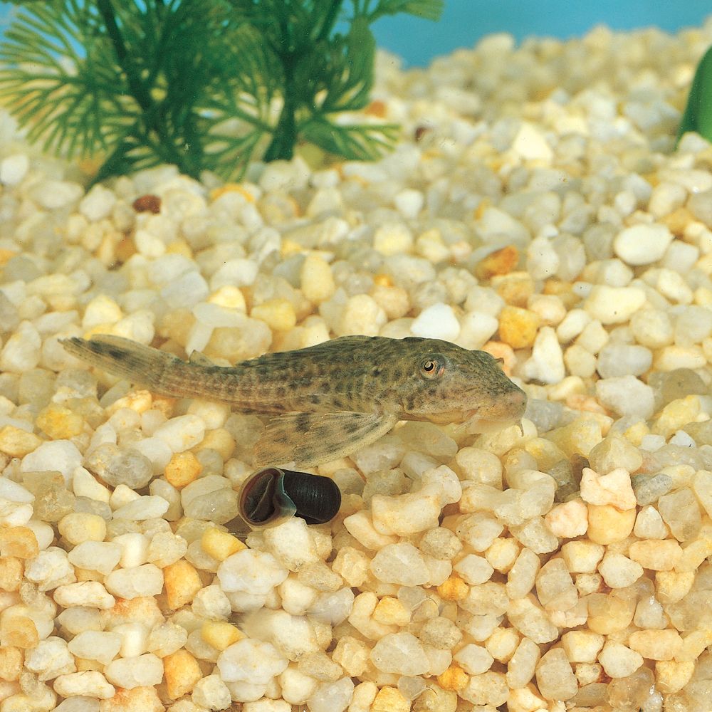 Freshwater Sucker Fish