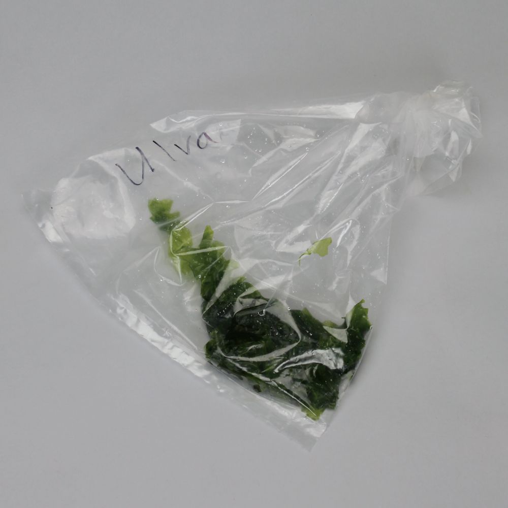Ulva, Living Seaweed | Carolina Biological Supply