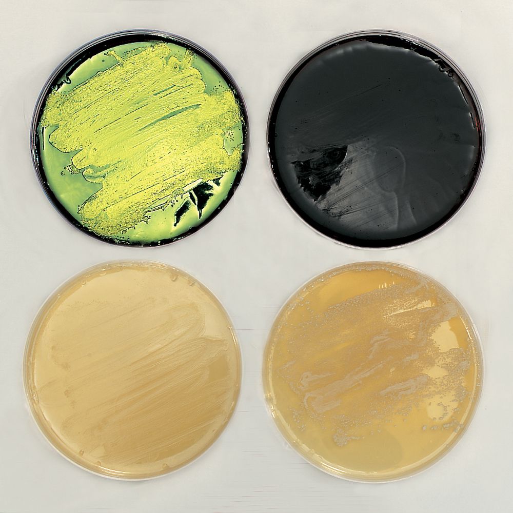 Bacteria, Selective Growth Media Kit (with perishables) | Carolina.com