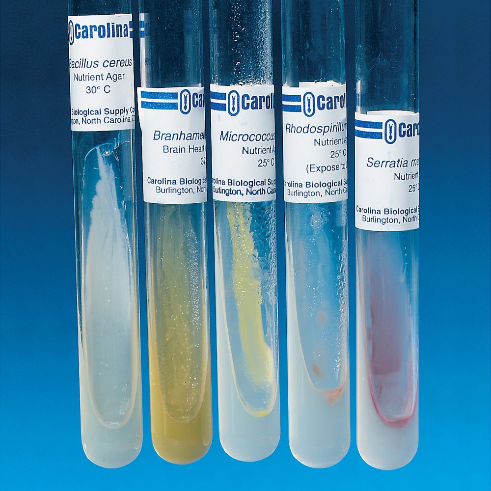 Gram Stain Comparison Set, Living | Carolina.com