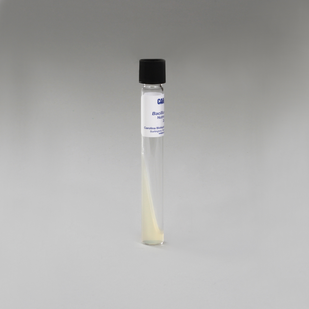 Bacillus Subtilis Broth