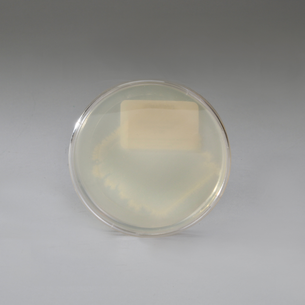 Bacillus subtilis, Living, Plate | Carolina Biological Supply