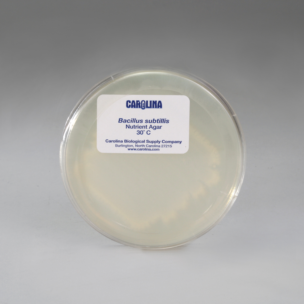 Bacillus subtilis, Living, Plate | Carolina Biological Supply