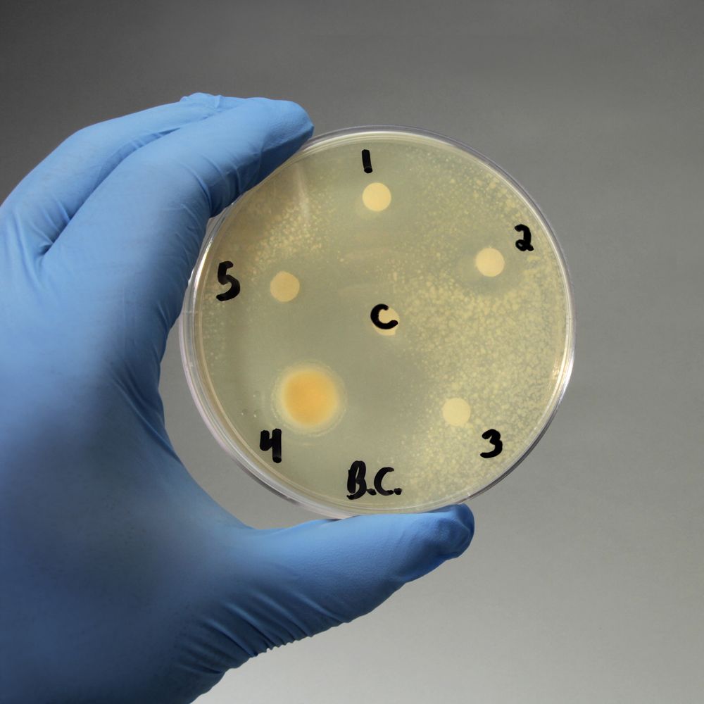 Carolina BioKits®: Antiseptic Versus Disinfectant Sensitivity Classroom ...