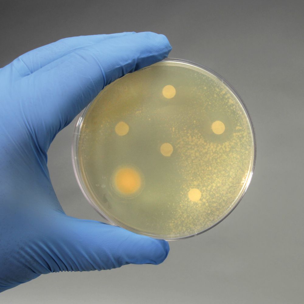 Carolina BioKits®: Antiseptic Versus Disinfectant Sensitivity Classroom ...