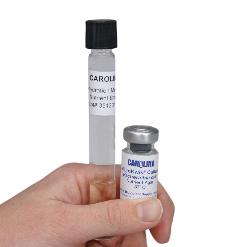 Escherichia coli, MicroKwik Culture®, Vial | Carolina.com
