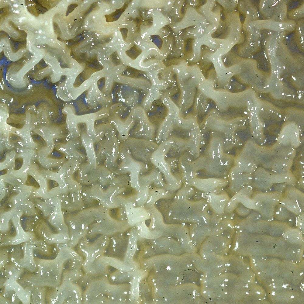 Streptomyces griseus, Living, Tube | Carolina Biological Supply