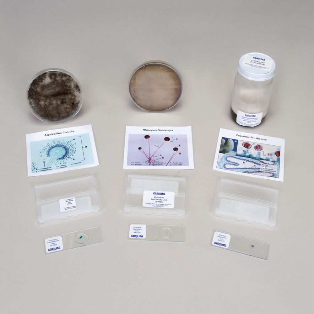 Student Independent Fungi Study Kits | Carolina.com