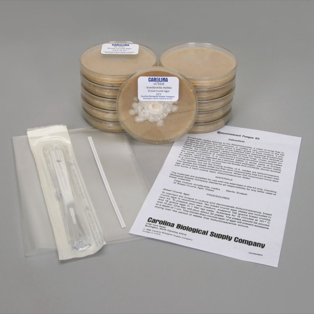 Bioluminescent Fungus Kit | Carolina.com