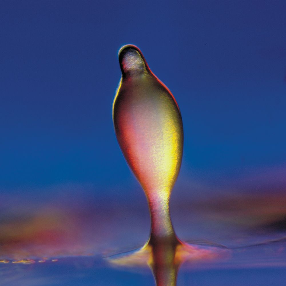 Dictyostelium discoideum, Living, Tube | Carolina Biological Supply