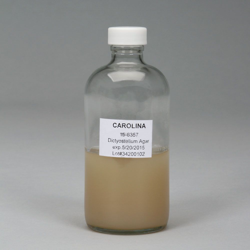 Dictyostelium Agar, Prepared Media Bottle, 125 mL | Carolina.com
