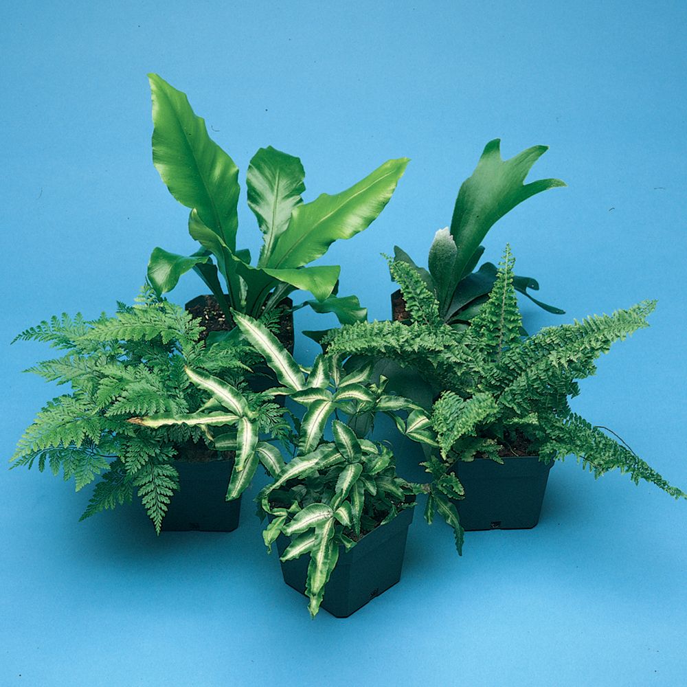 Tropical Fern Set, Living | Carolina.com