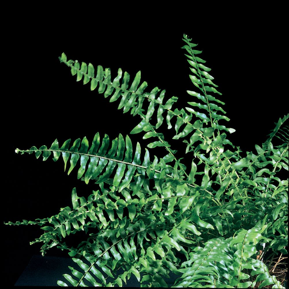 Boston Fern, Living | Carolina.com