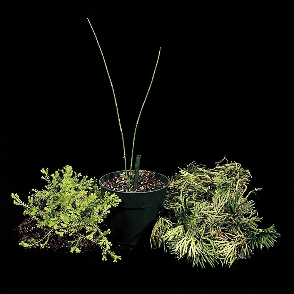 Fern Allies Set, Living | Carolina.com