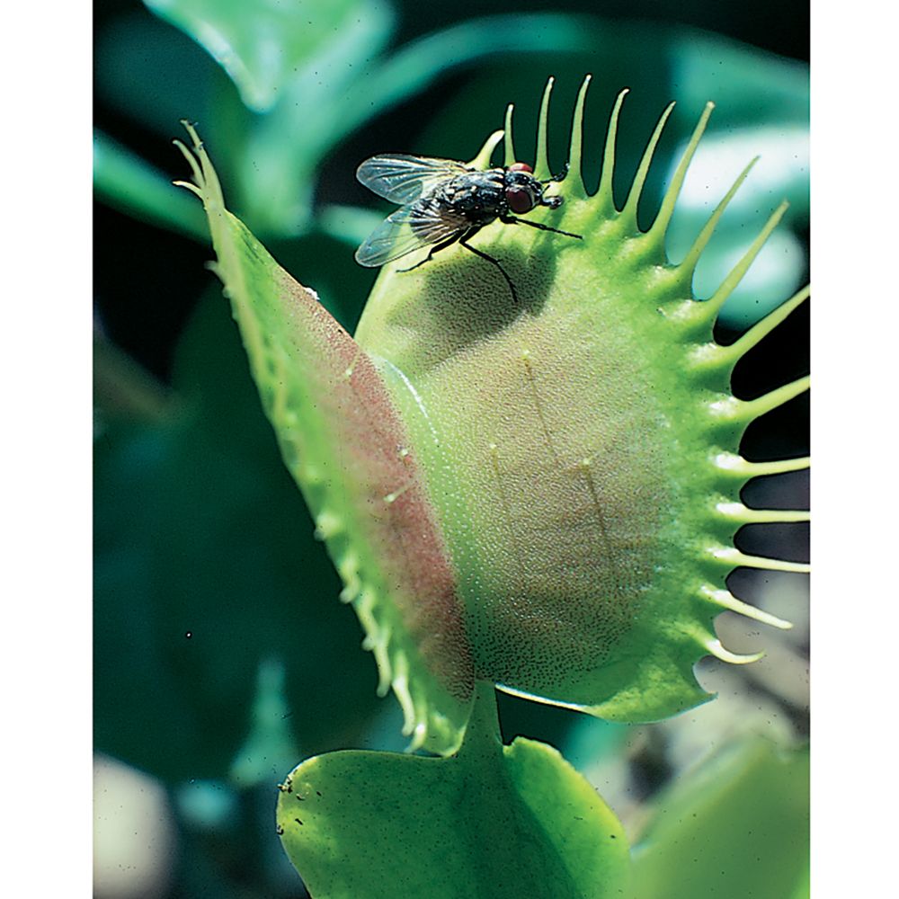 Carnivorous Bog Terrarium Plant Set | Carolina Biological Supply