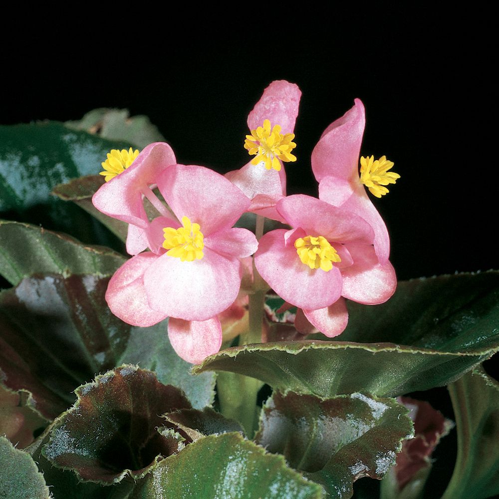 Begonia, Living | Carolina.com