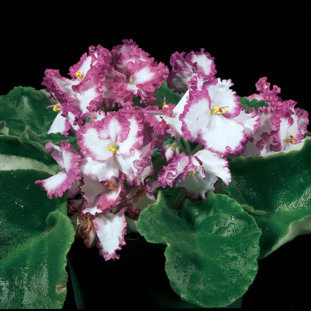 African Violet (Saintpaulia ionantha) | Carolina.com