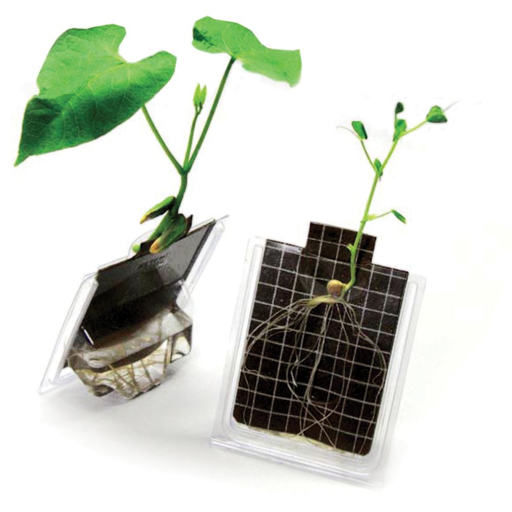 Seed Germinator Kit | Carolina Biological Supply