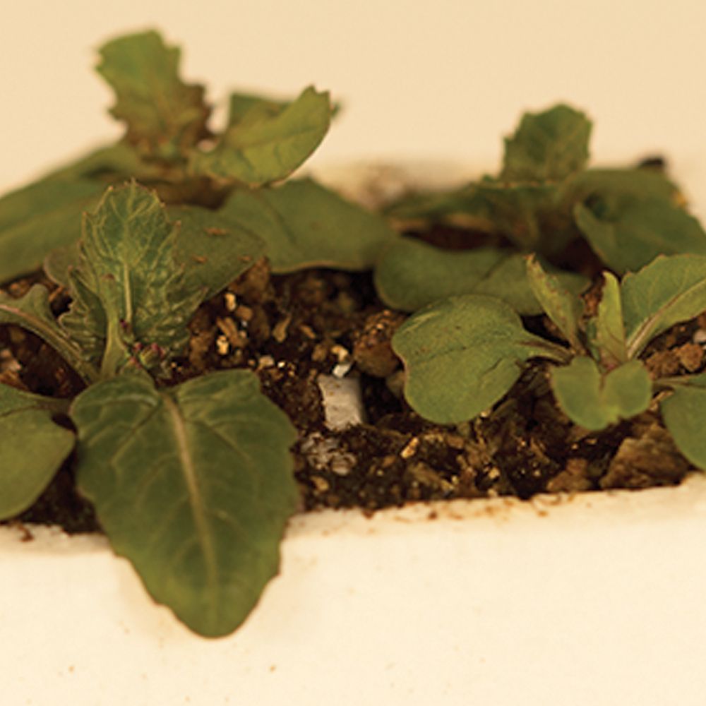 Wisconsin Fast Plants® Rosette-Dwarf Seed (Rosette), Pack of 50 ...
