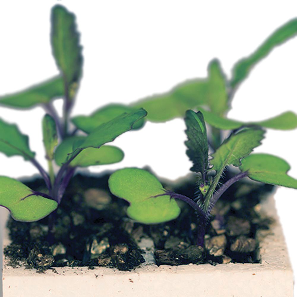 Wisconsin Fast Plants® Yellow-Green Leaf Seed (Yellow-Green), Pack of ...