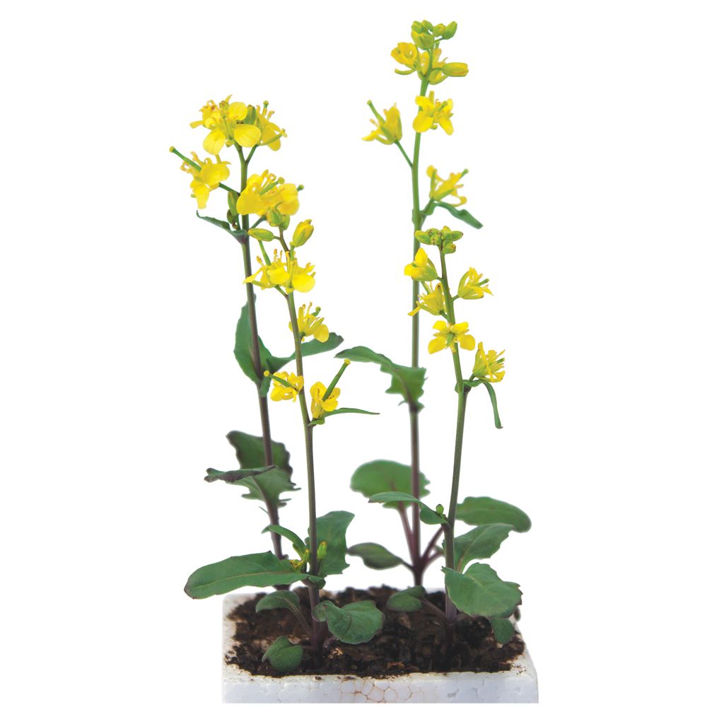 Wisconsin Fast Plants® Petite Seed (Petite), Pack of 200 | Carolina ...