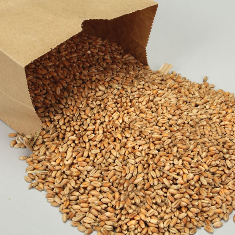 Wheat, Viable Seed, 1 lb | Carolina.com