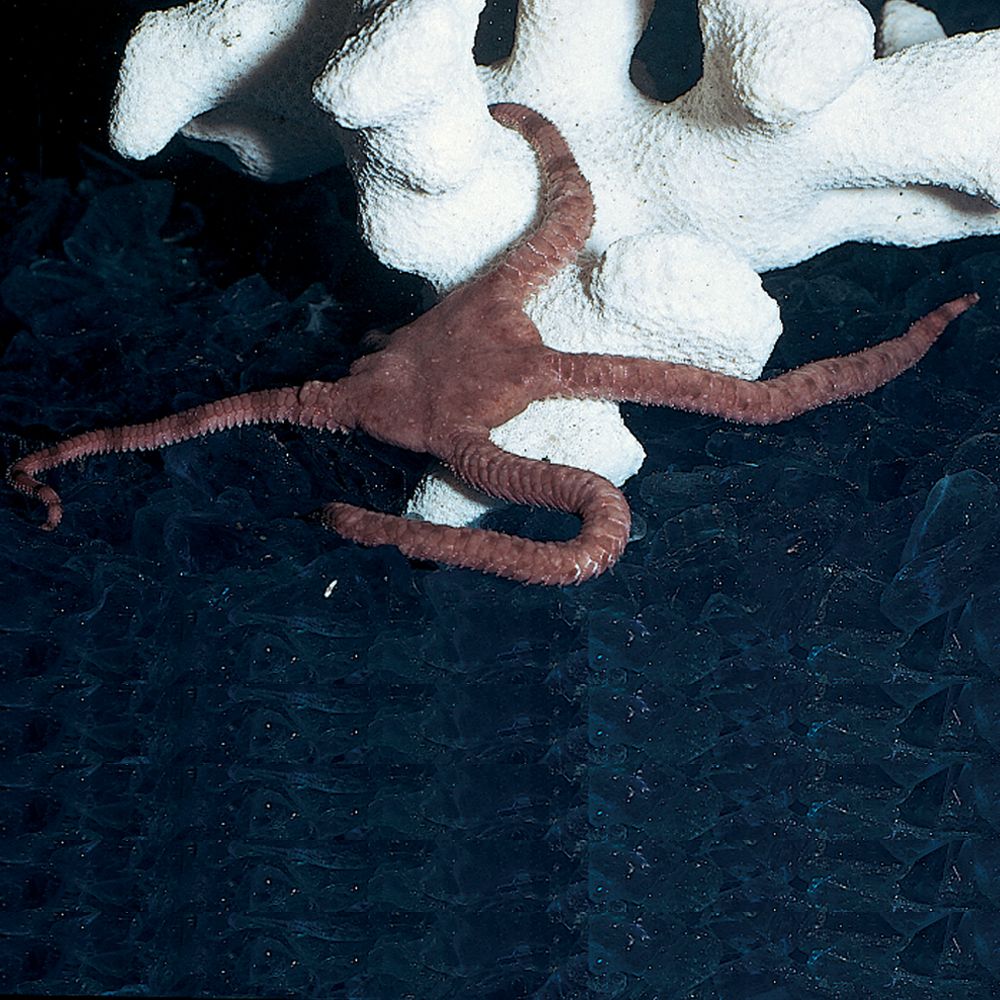 Echinoderms, Marine | Carolina.com