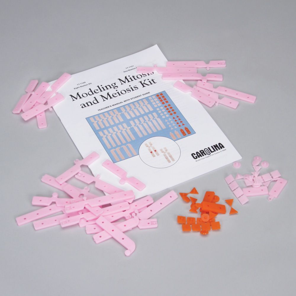 Modeling Mitosis and Meiosis Kits, 1-Station Kit | Carolina.com