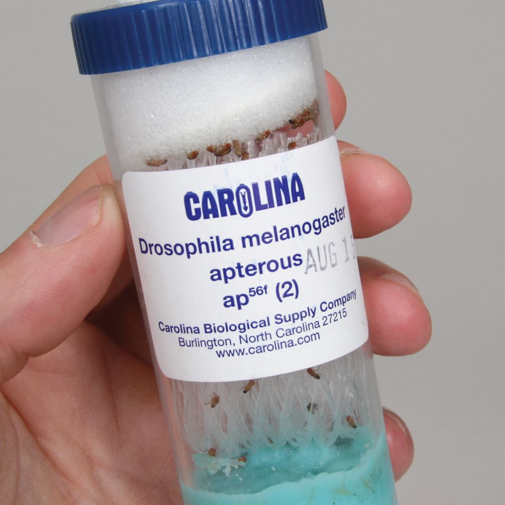 Drosophila, Living, apterous, Chromosome 2 Mutant, Vial of 25–30 ...