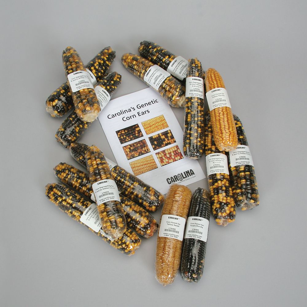 Corn Genetics Set | Carolina.com