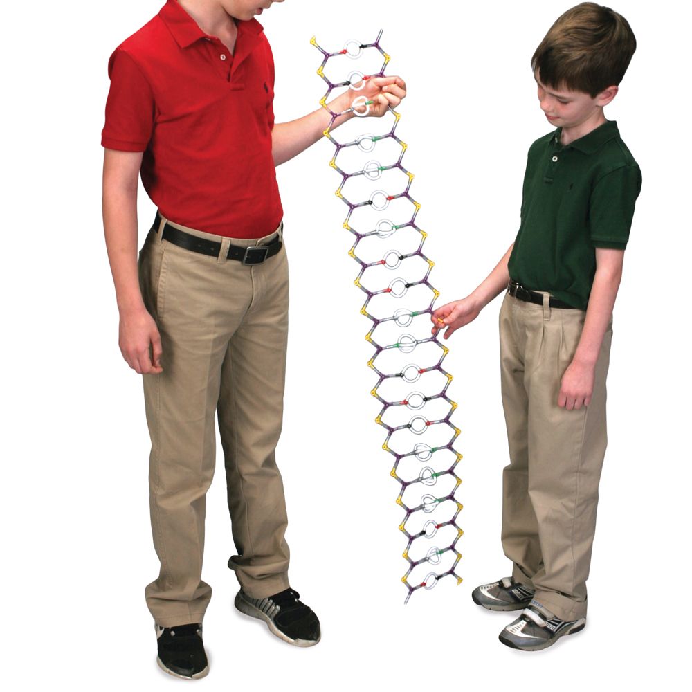 DNA Structure and Function Model Kit | Carolina Biological Supply