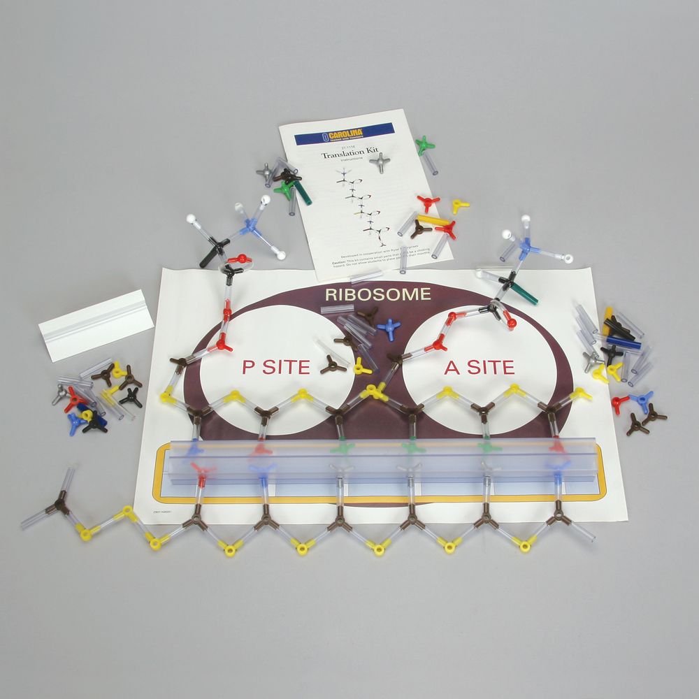Translation Molecular Model Kit | Carolina.com