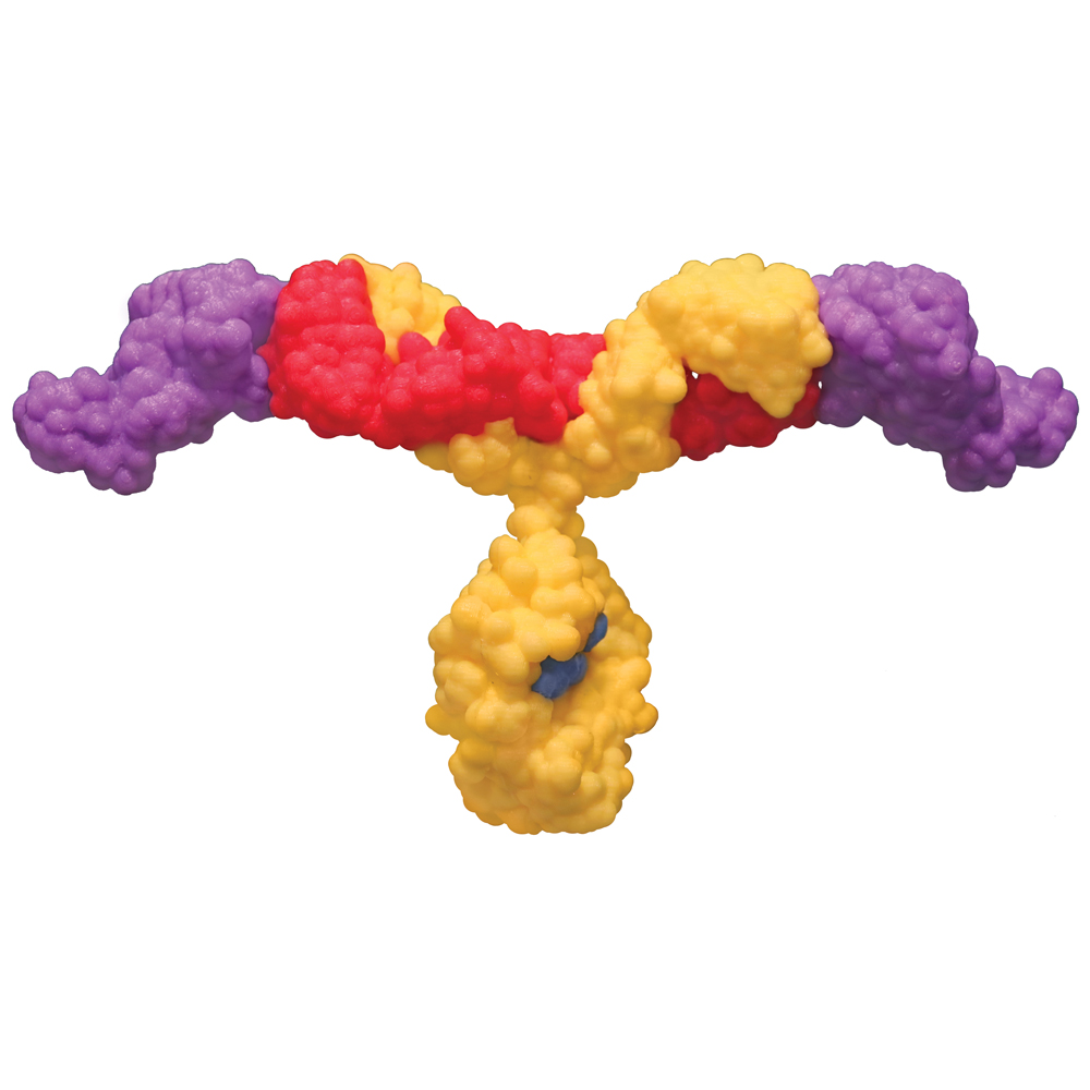 Antibody and Antigen Models Set | Carolina Biological Supply