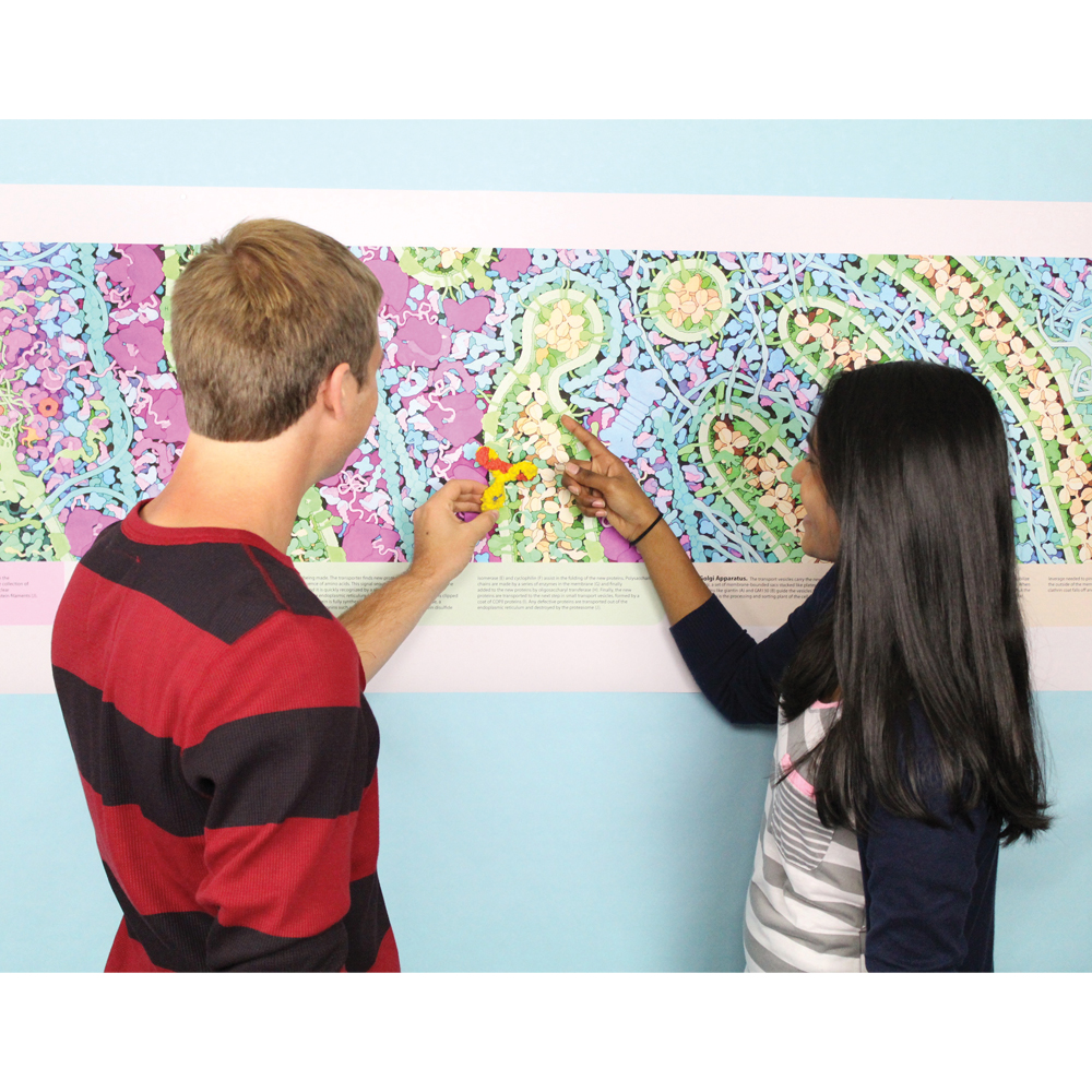 Tour of a Human Cell© Grand Panorama© Cellular Landscape Poster ...