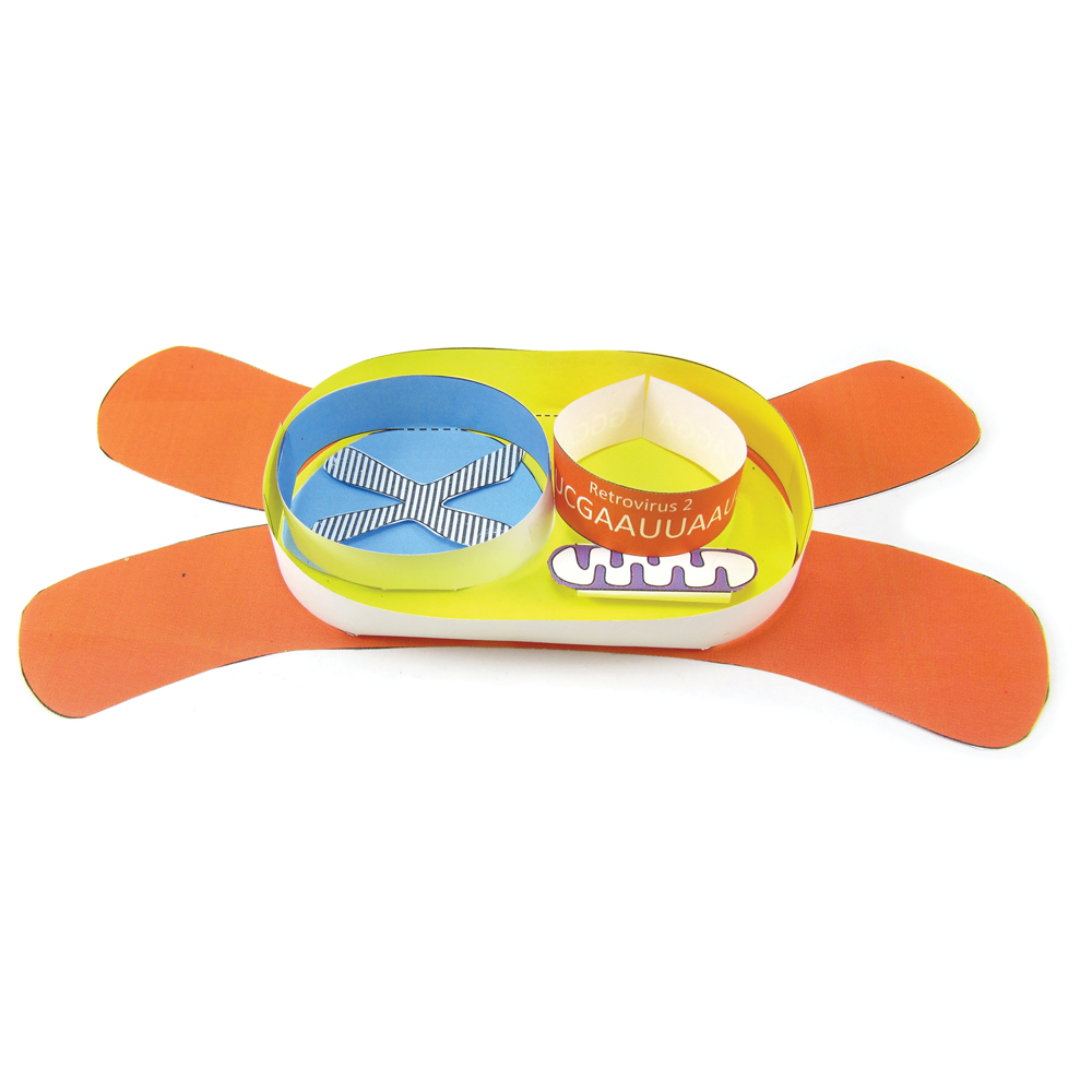 Origami Organelles™ 3-D Model Kit: Stem Cells | Carolina Biological Supply