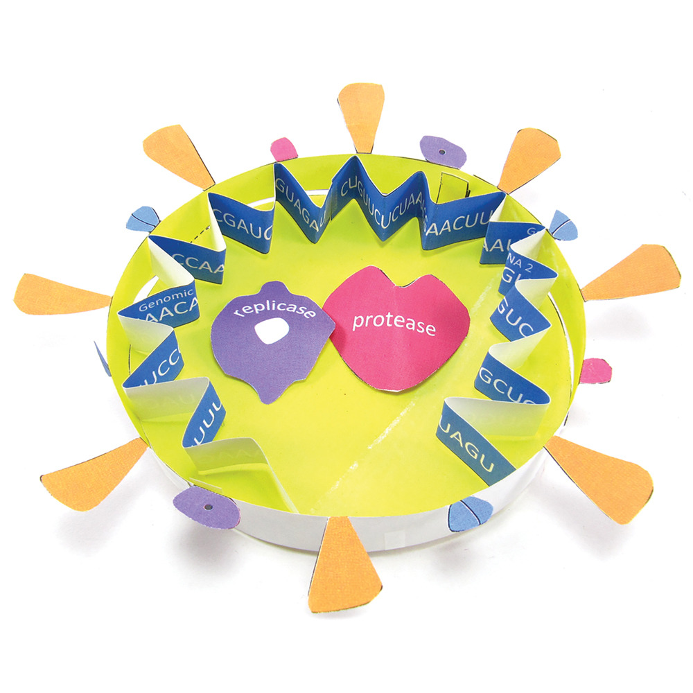 Origami Organelles™ 3-D Model Kit: Coronavirus Structure | Carolina ...