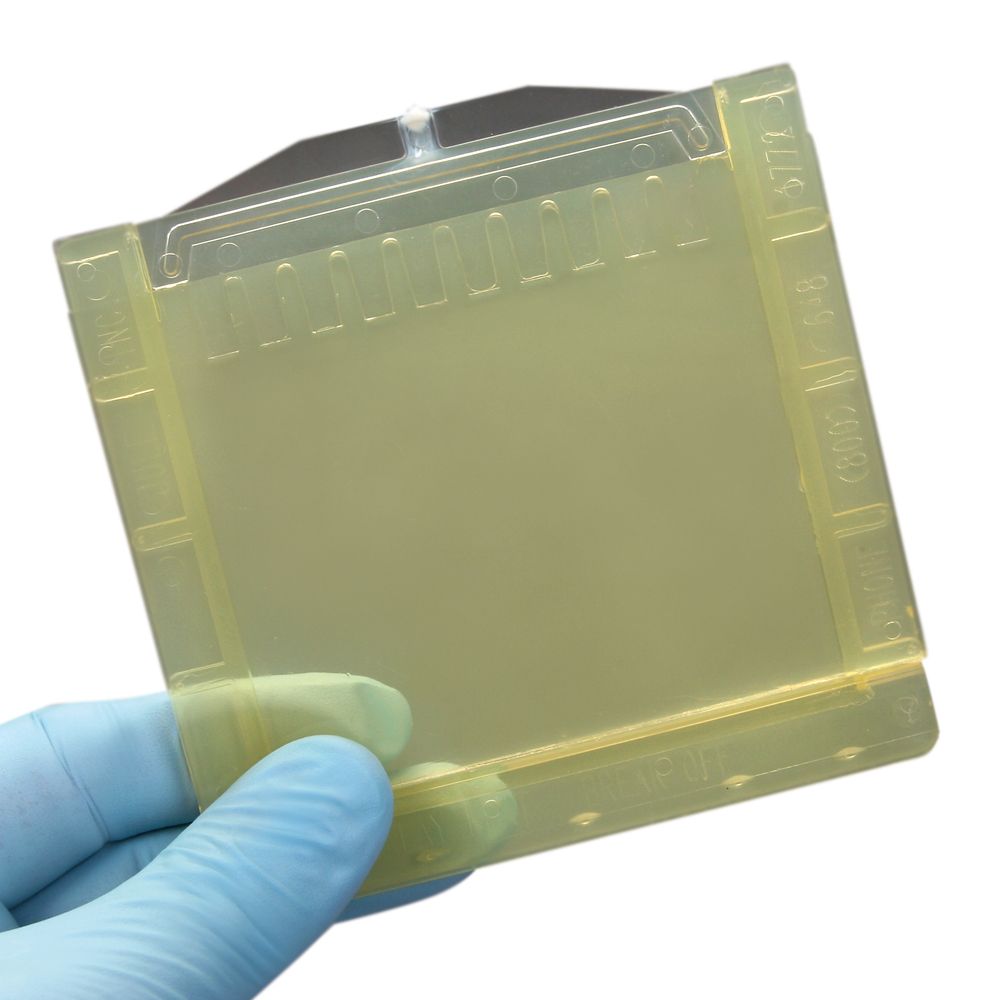 Precast Polyacrylamide Gel | Carolina Biological Supply