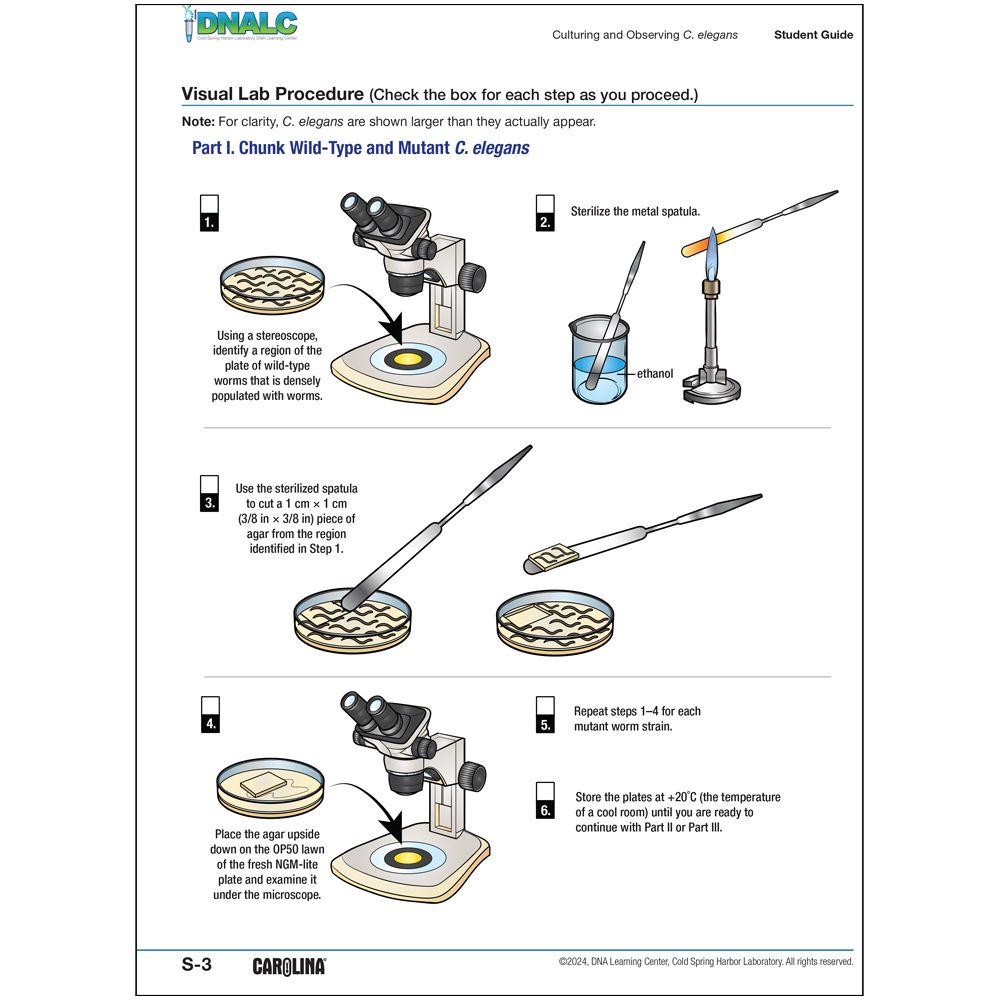 DNALC Culturing and Observing C. elegans Kit | Carolina Biological Supply