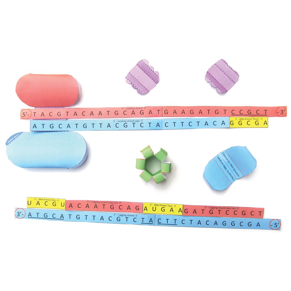 Origami Organelles™ 3-D Model Kit: DNA Replication | Carolina ...