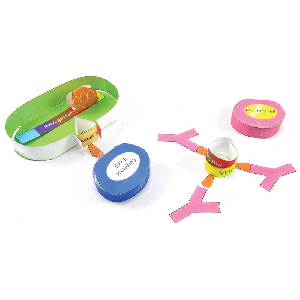 Origami Organelles™ 3-D Model Kit: RNA Vaccines | Carolina Biological ...