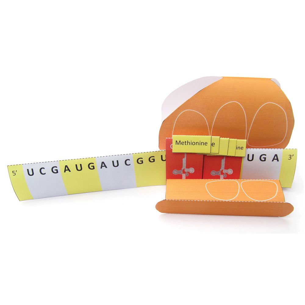 Origami Organelles™ 3-D Model Kit: Translation & Protein Synthesis ...