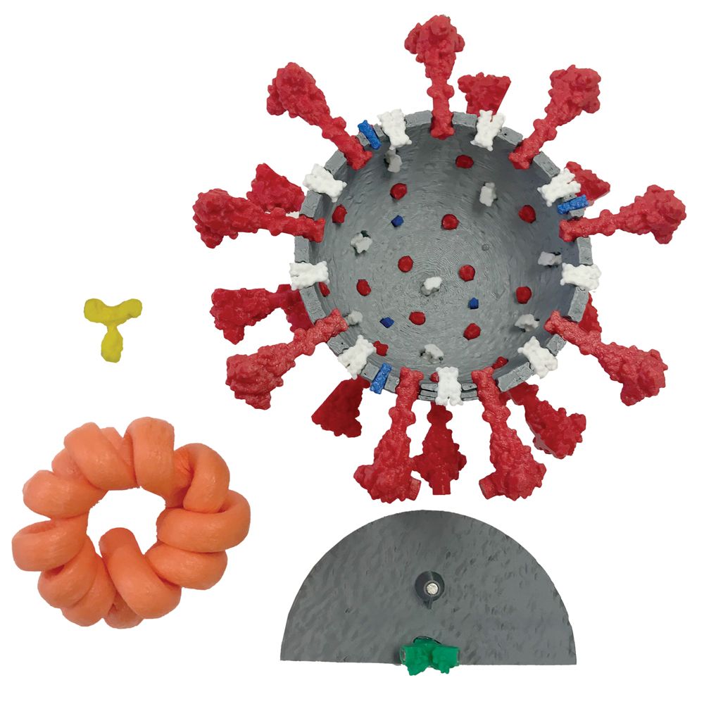 Coronavirus Models, 4" | Carolina Biological Supply