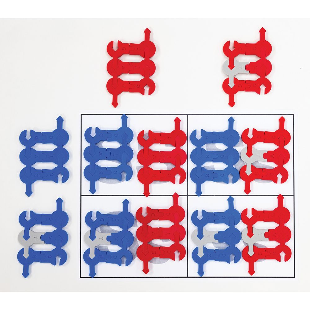 Chromosome Connections Kit© for 1 Group | Carolina Biological Supply