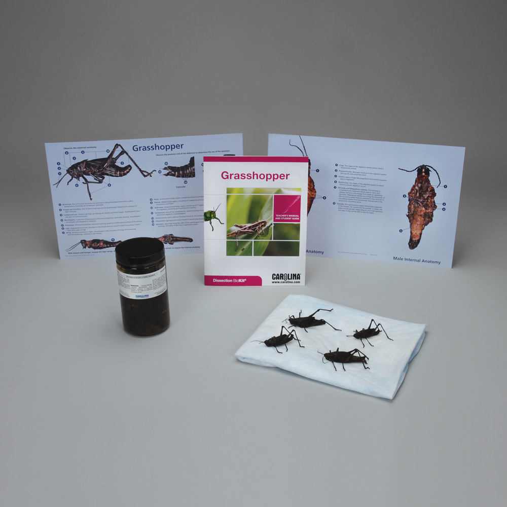 Grasshopper Dissection BioKit® with Dissection Mats | Carolina.com