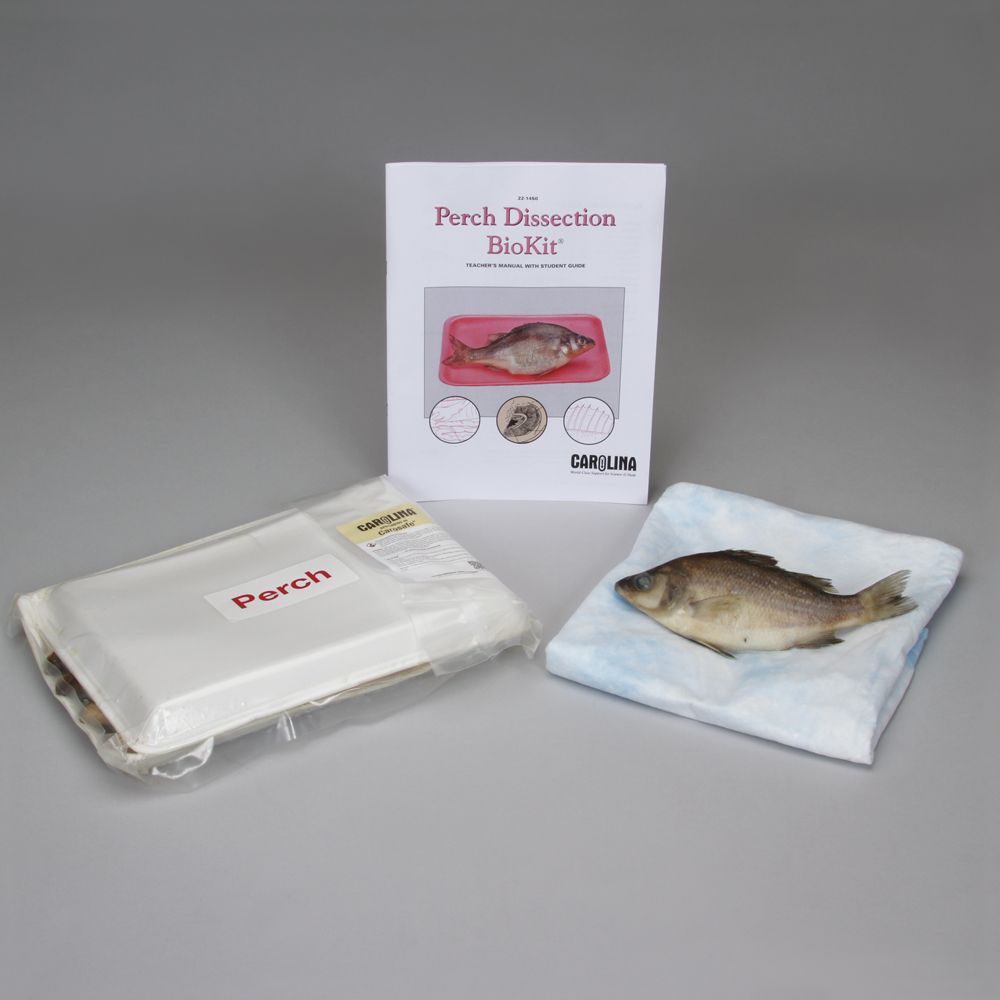 Perch Dissection Worksheet Anat. & Phys. 101: Heart Dissection