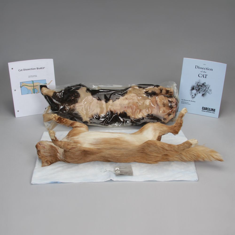 Skinned Cat Dissection BioKit Carolina
